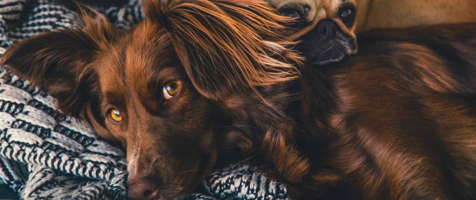 Home - Natural K9 Diet