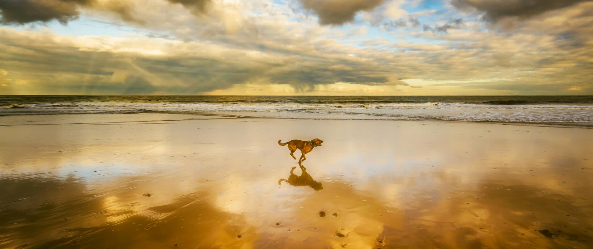 Home - Natural K9 Diet